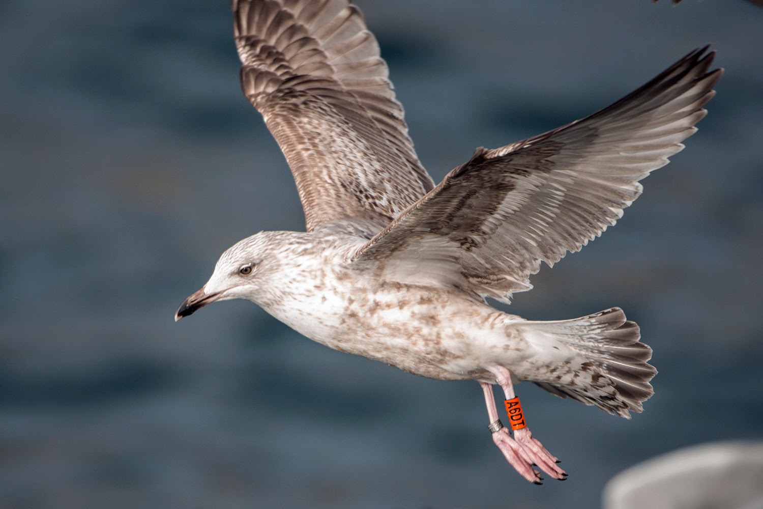 Photographer John Stenersen: Winter birds by the sea