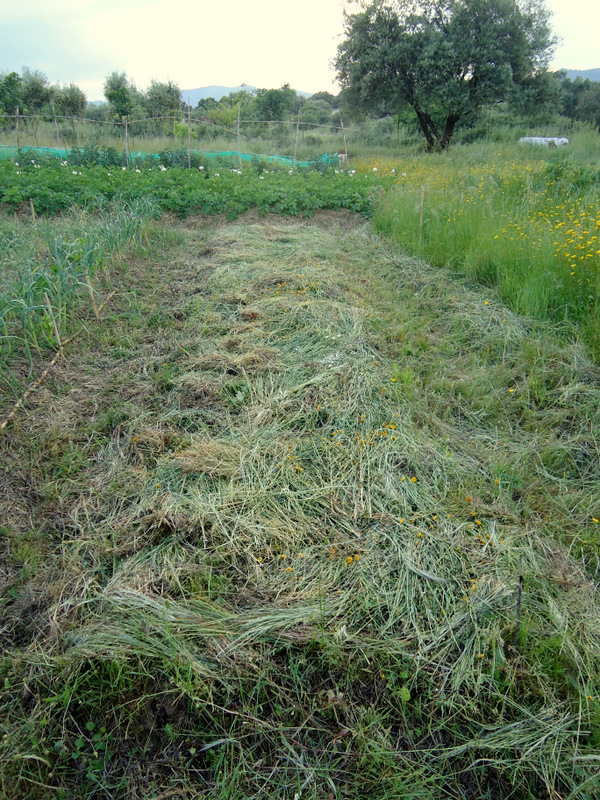 Huerto de Repela: - Segamos las almortas.