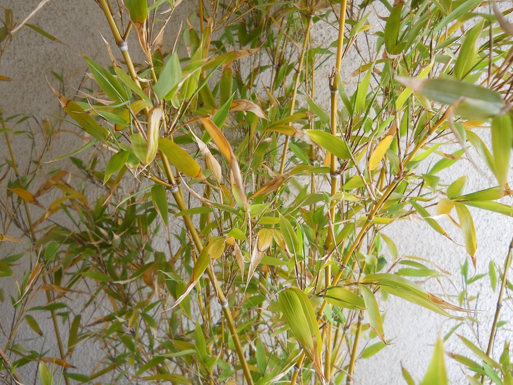 Plantas para hombres: bambú