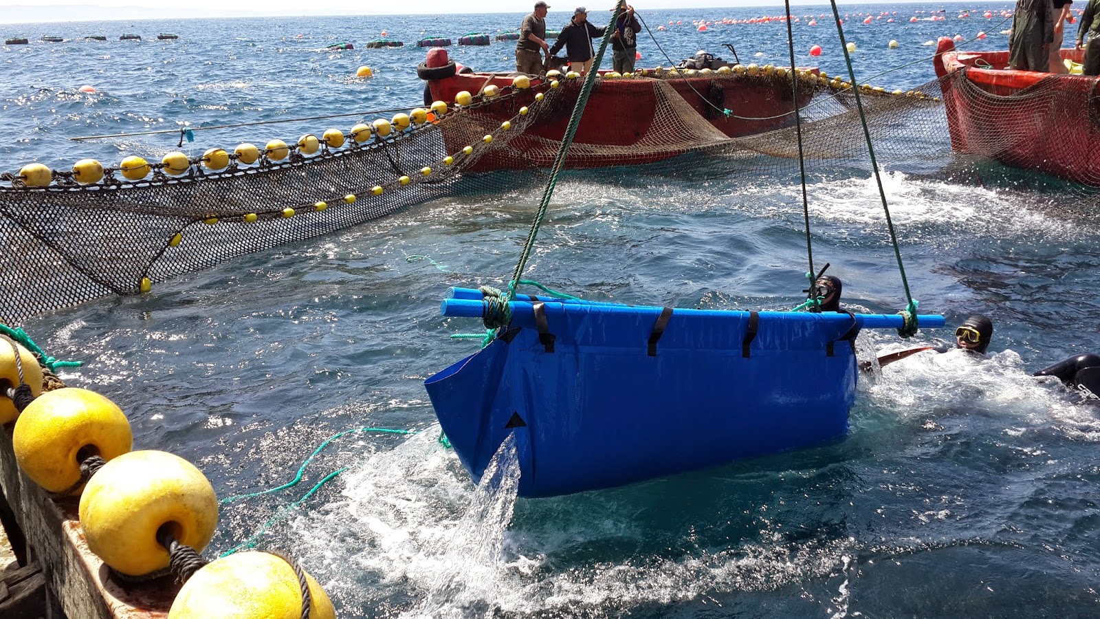 Tag-A-Giant: Morocco Trap Tagging