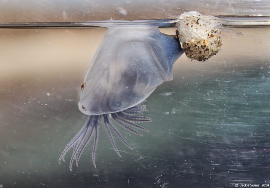 The Natural History of Bodega Head: Blue buoys!