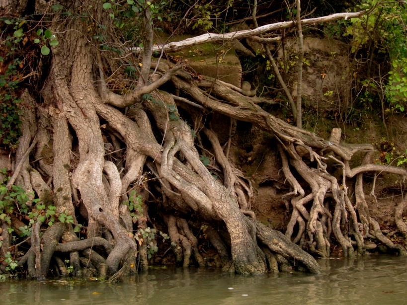 Viajes naturalistas y otras hierbas: febrero 2016