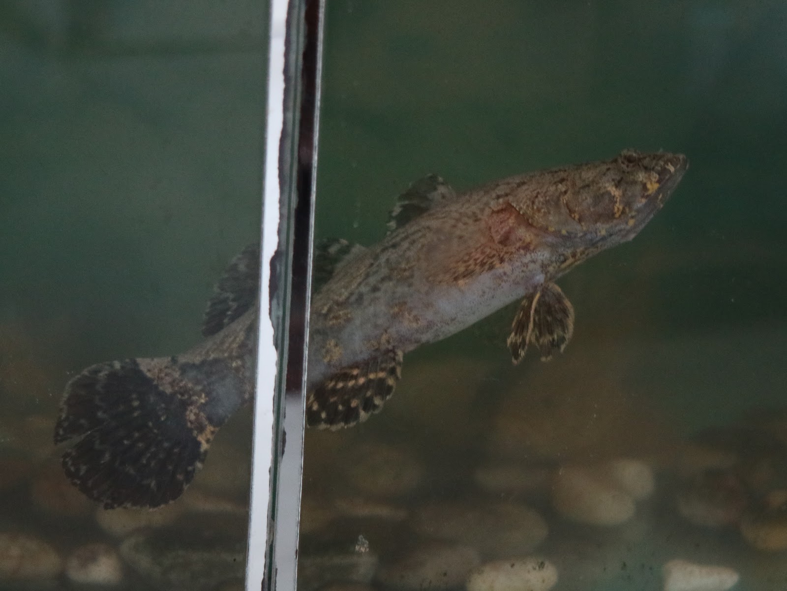 antara sejarah dan nostalgia: Ikan Ketutu