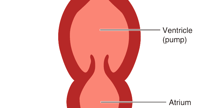 Bony Fish Heart Chambers : BIO Vertebrates at Texas A&M University ...