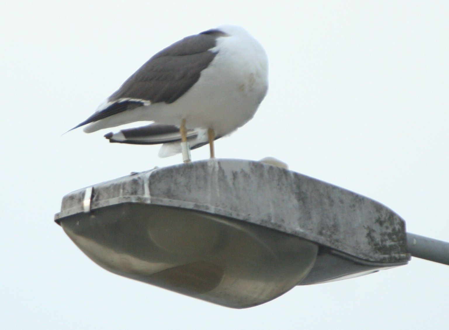 Valley Naturalist: July 2011