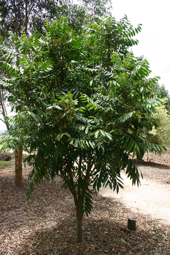 Toowoomba Plants: Hairy Rosewood