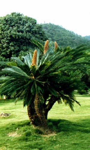 Variety of Life: Cycadophyta