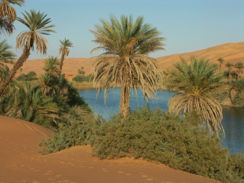 Perbedaan Oase dan Wadi - Biologizone