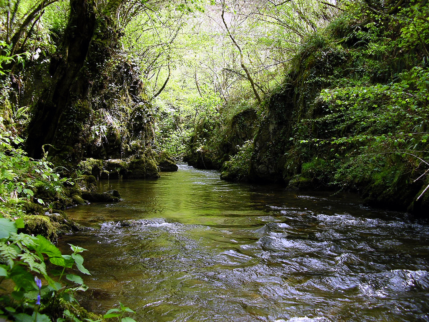 Ríos Trucheros y Pesca con Mosca: Riachuelos.