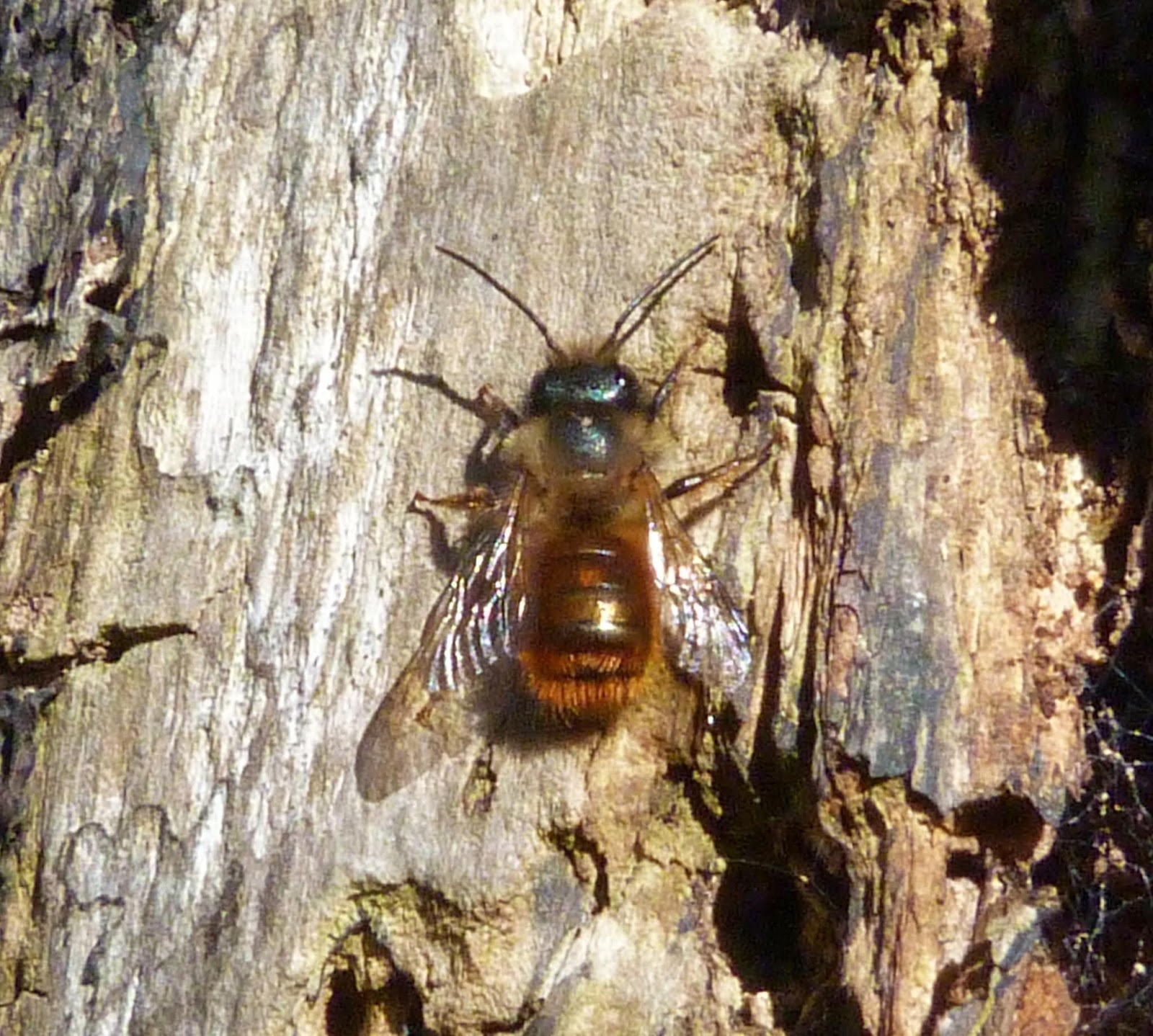 Insects of Scotland: Bees/Wasps/Ichneumons/Sawflies/Ants