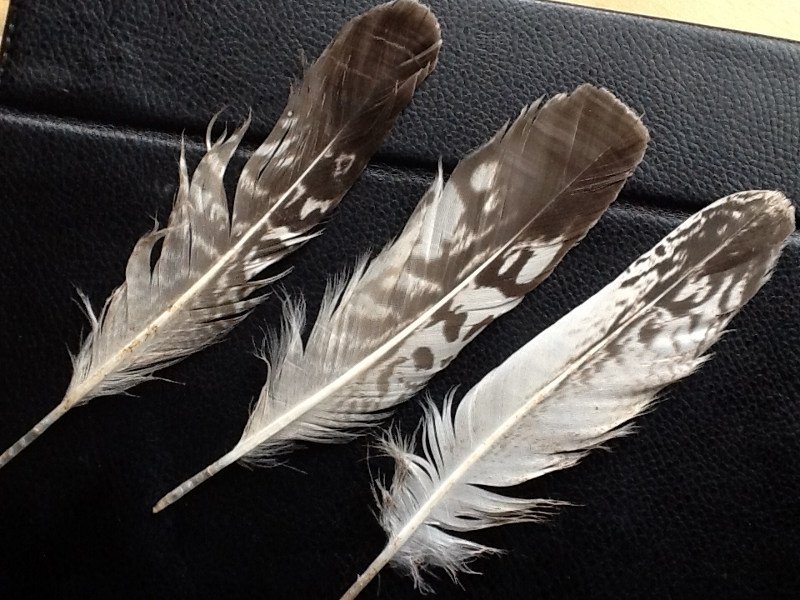 DRAWINGS FROM NATURE: Feathers and Shell