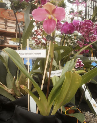 Plants are the Strangest People: Pretty picture: Phragmipedium Samuel ...