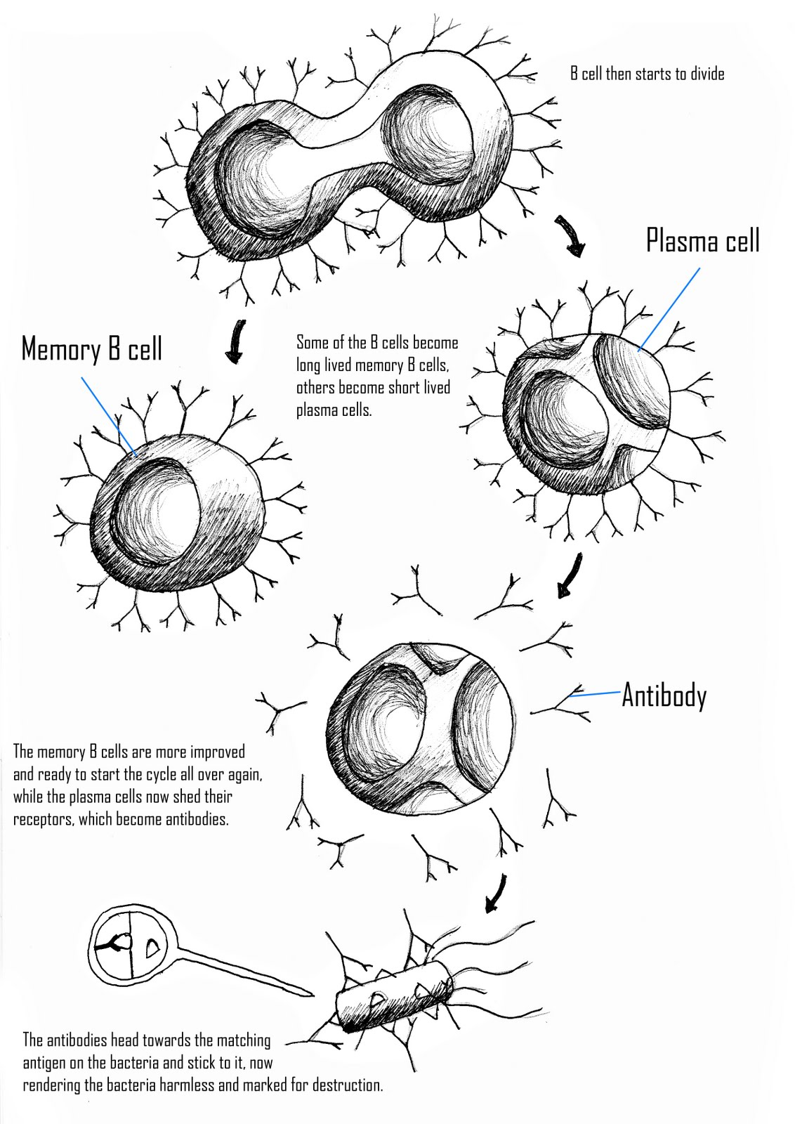Katy J Negus. BA Hons. CG Arts & Animation: More in Depth Diagram of ...