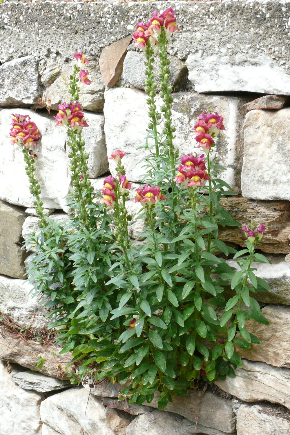 Plant World: Antirrhinum majus