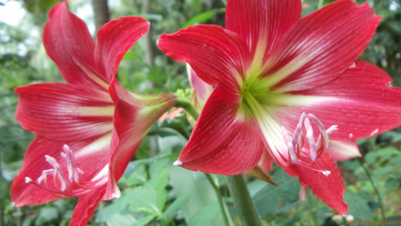 Srilanka Nature Wallpapers: Srilanka Various Flowers Desktop Wallpapers ...