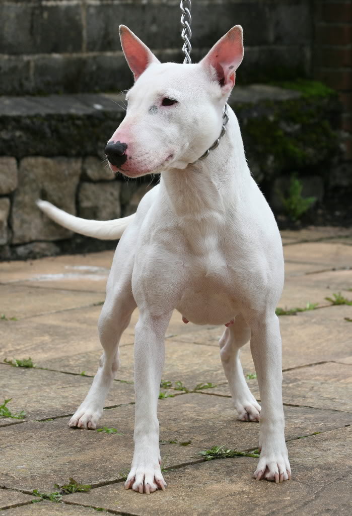 MorsoRosso: STORIA & STANDARD - BULL TERRIER