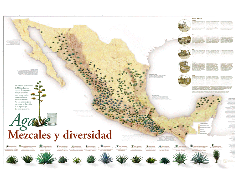 MAGUEYES Y MEZCALES