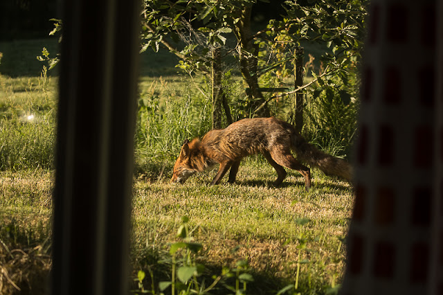 Kristinas bilder: Skabbräv?
