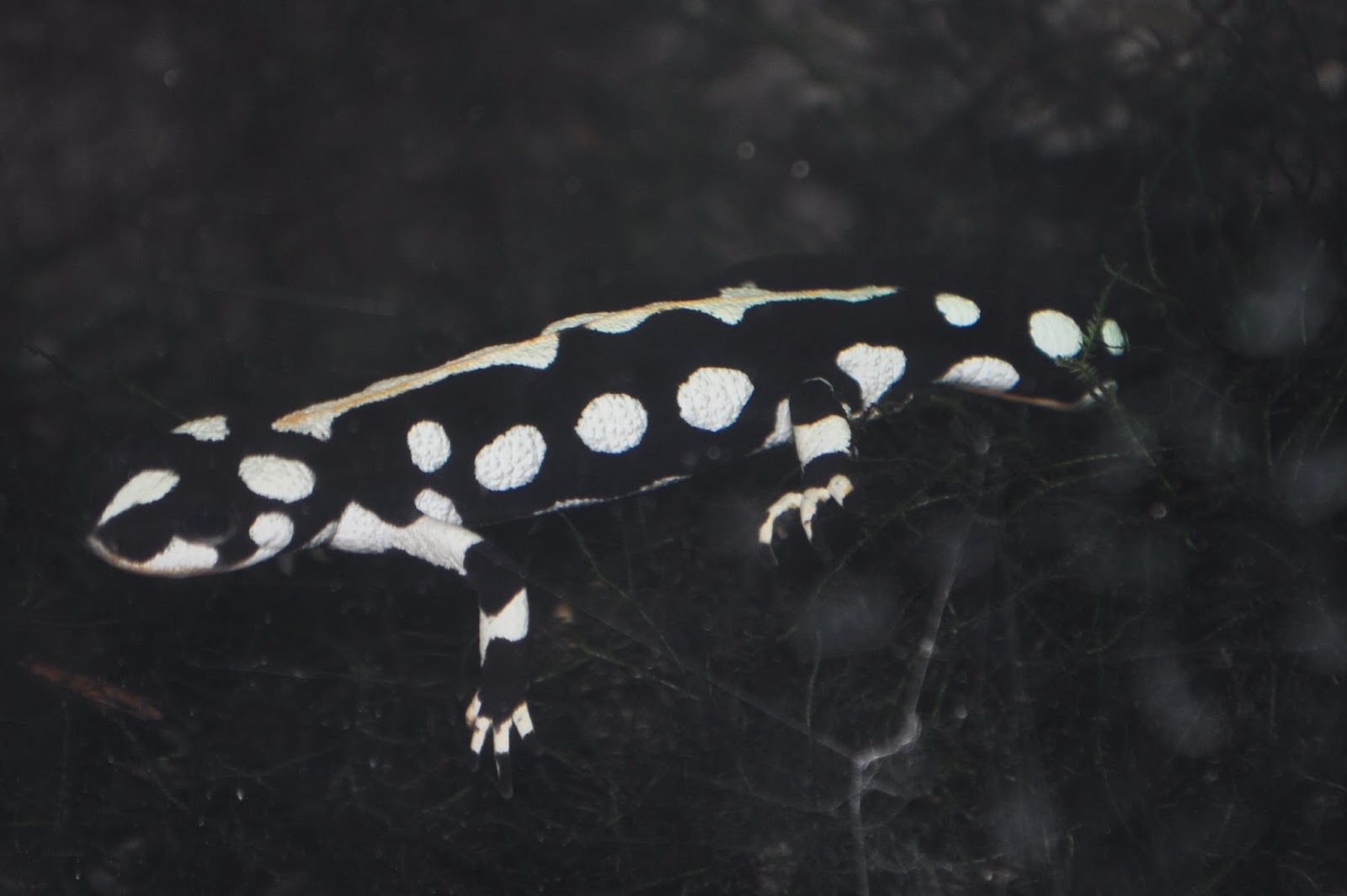 ZOOTOGRAFIANDO (6.096 ANIMALS): TRITÓN MOTEADO DE KAISER / KAISER´S ...