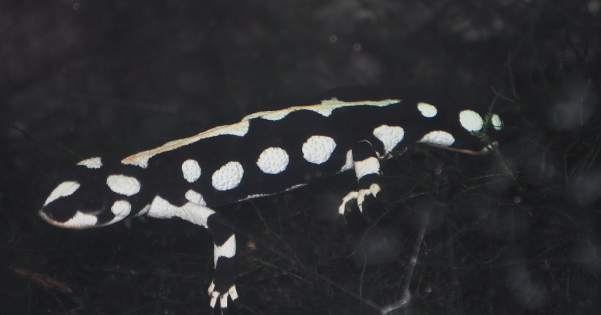 ZOOTOGRAFIANDO (6.096 ANIMALS): TRITÓN MOTEADO DE KAISER / KAISER´S ...