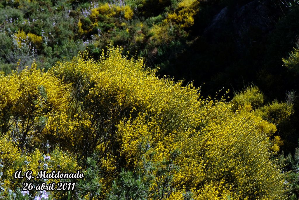 BIODIVERSIDAD COSTA GRANADINA Y...: Retama basta, arnacho, bolina ...
