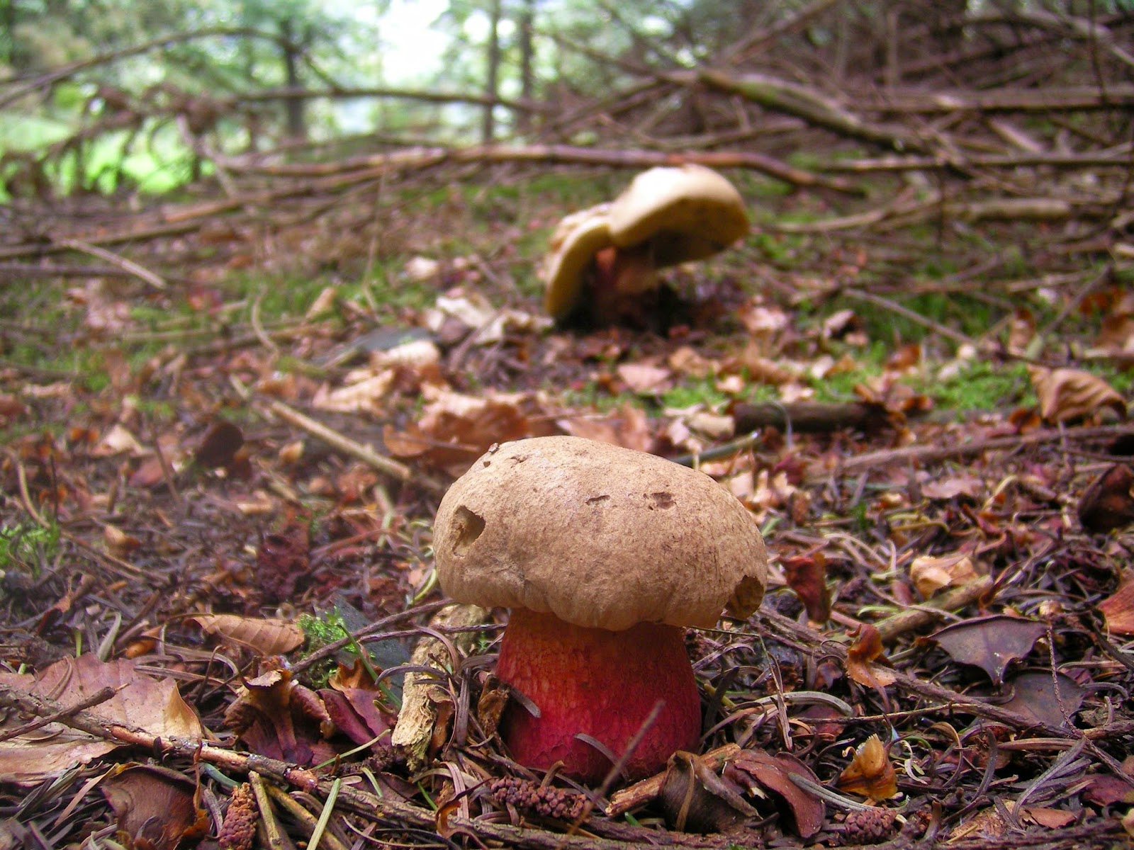 PAT COOKS: Boletus Calopus aka Bitter Beech Bolete?