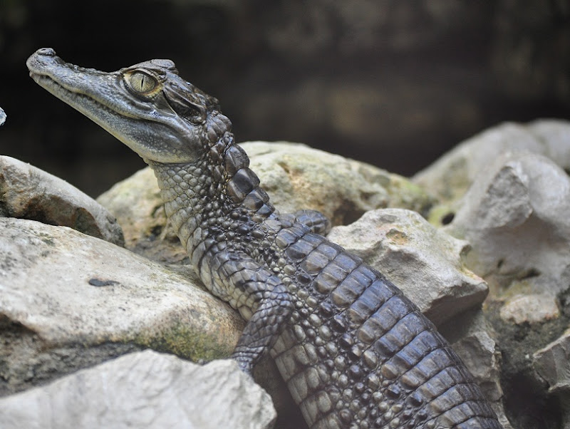 ZOOTOGRAFIANDO (6.100 ANIMALS): CAIMÁN DE ANTEOJOS / SPECTACLED CAIMAN (Caiman crocodilus)