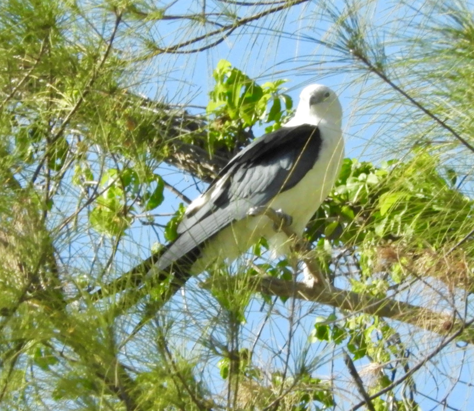Swallow-tailed Kite Migration: First Flights to Florida: GPS-tracked ...