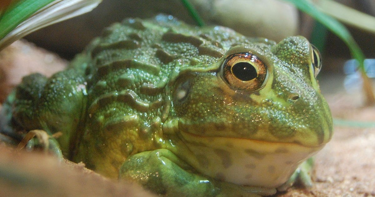Keunikan Katak African Bullfrog |MyRokan