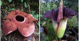 Kadalbuntung.com: Bunga bangkai is an endemic flowing plant in Bengkulu ...