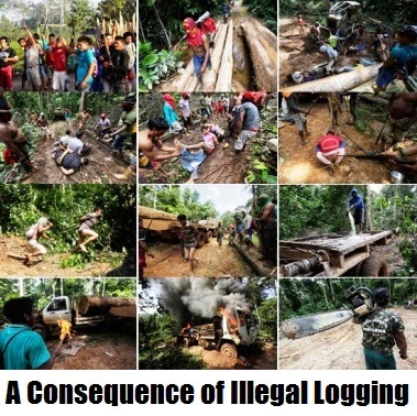 Thoughts to Promote Positive Action...: A Consequence of Illegal Logging
