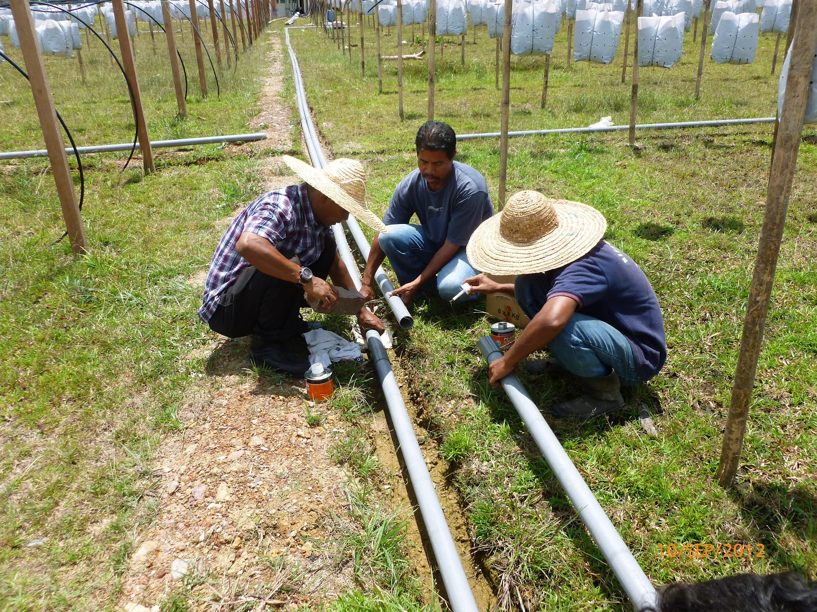 OBO: Projek Tanaman Timun Fertigasi Terbuka Di SMK Kuala Jengal, Dungun ...