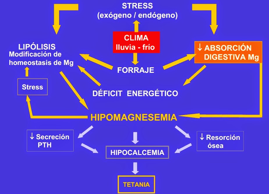 Buscando el ideal: Hipomagnesemia Bovina