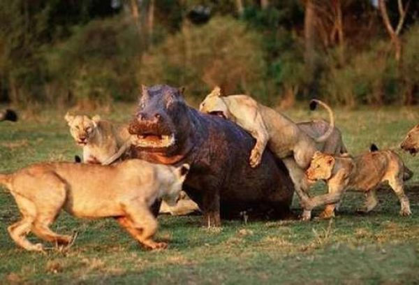 Animal Zoo Life: |Animal fight|Animal fights|Animals fighting|Animal ...