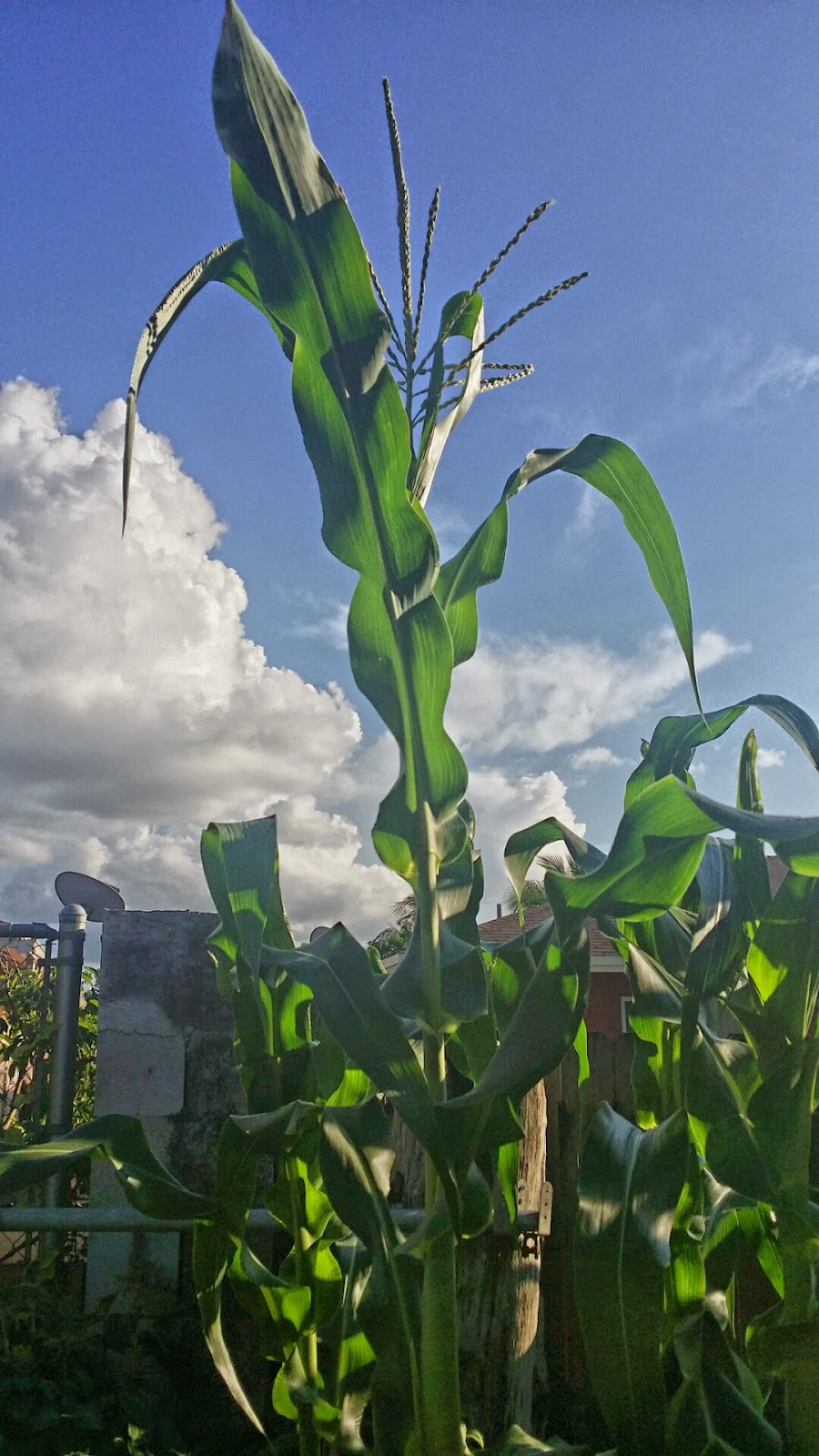 Converting My New Home to a Green Edible Oasis: Planting Corn this ...