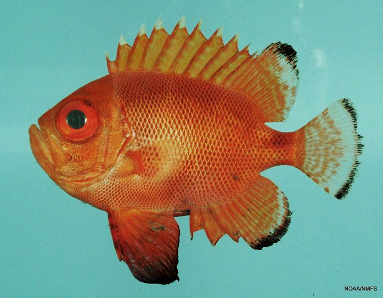 Soldierfish