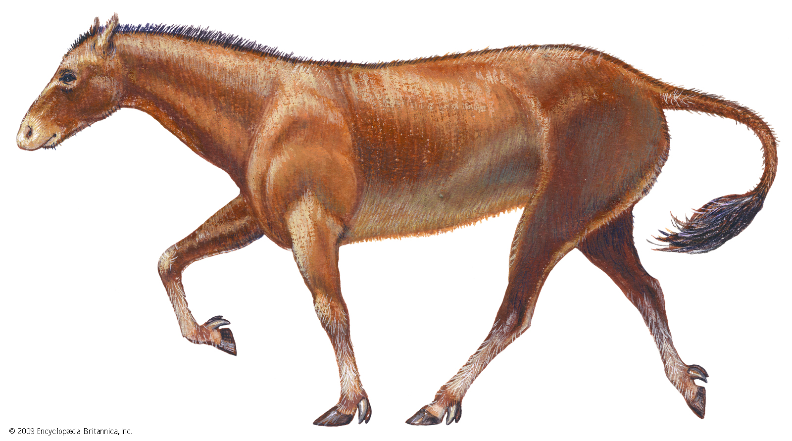 Escenarios prehistóricos: Mesohippus