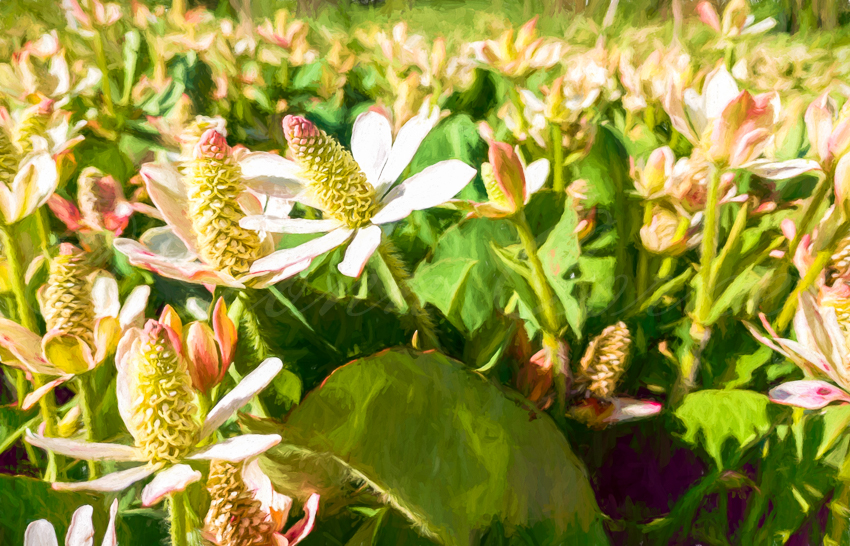 Photography and Digital Art by John Corney: Field of Dreams - Anemopsis ...