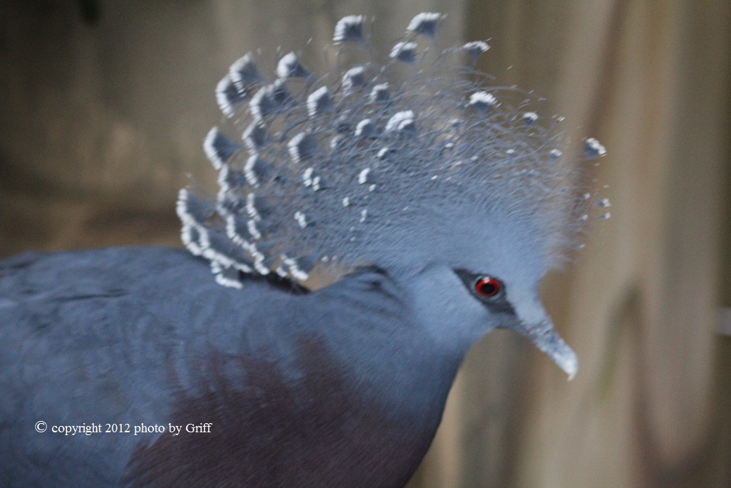 Griff's Bird Photos: Pigeon (Victoria crowned)