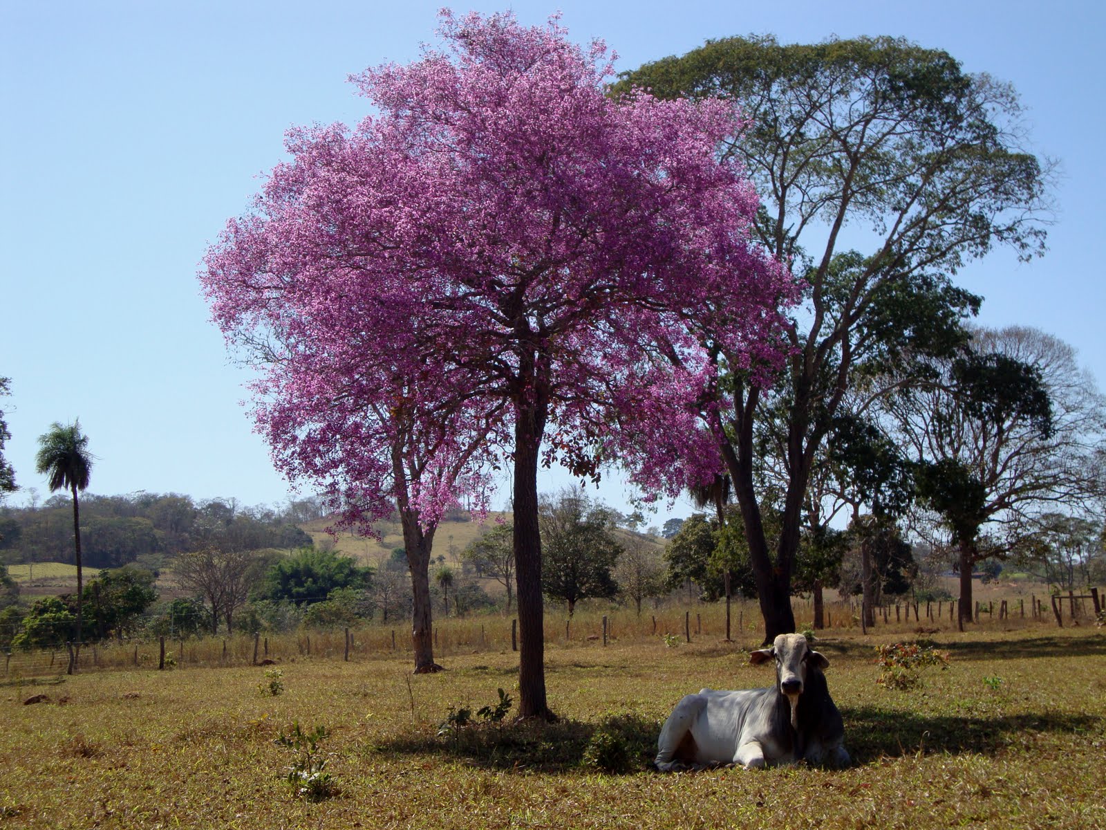 Q' Planta é Essa?: Cega-Machado Nó-de-porco ou pau-de-rosas