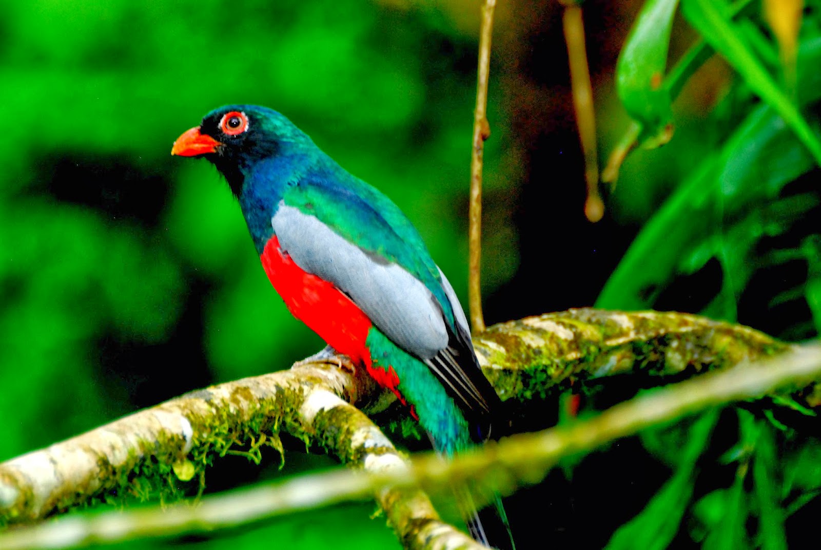 Birds in the Costa Rica Rainforest