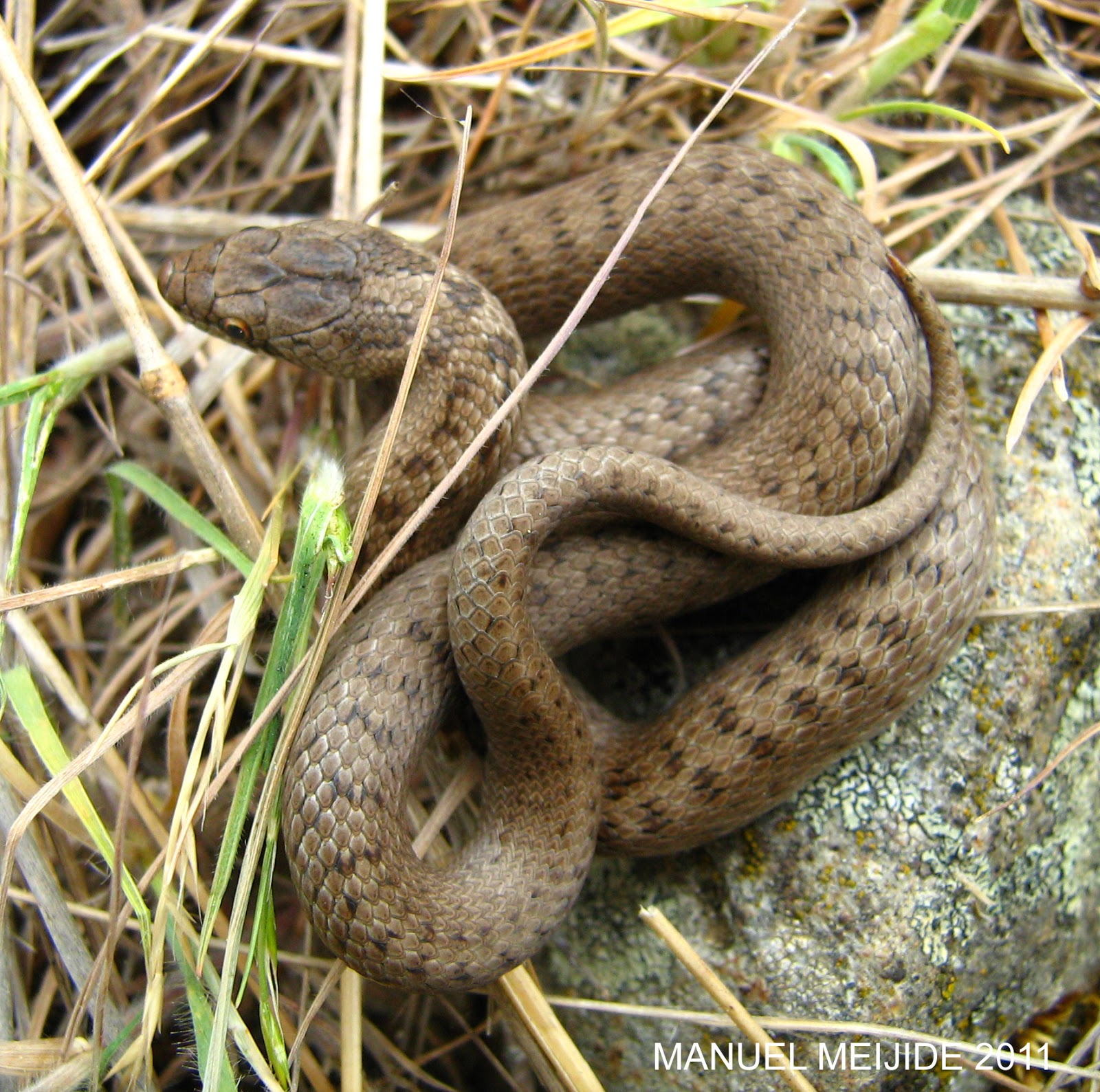 El Artesano Numantino: CULEBRAS LISAS