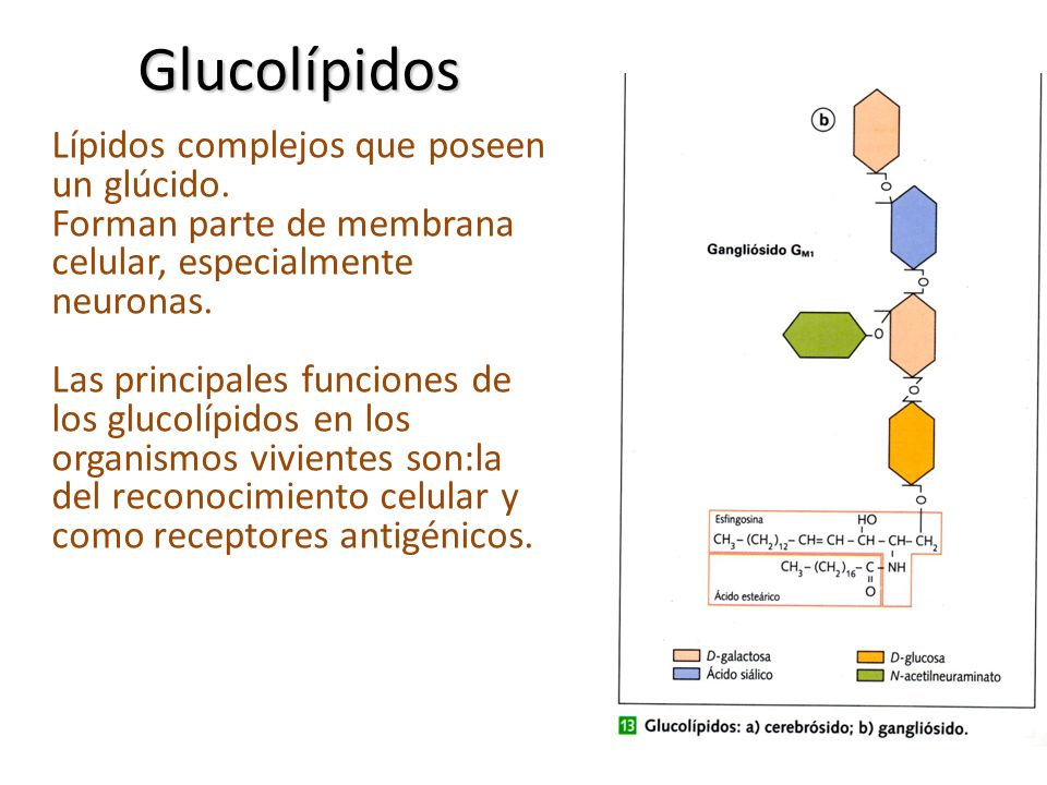 Estructura Molecular Glucolipidos - 2020 idea e inspiración