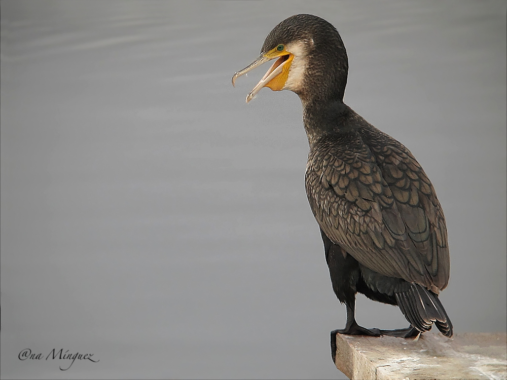 NATURANAFOTOS: febrero 2013
