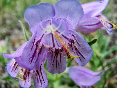 Flora montana: Penstemon