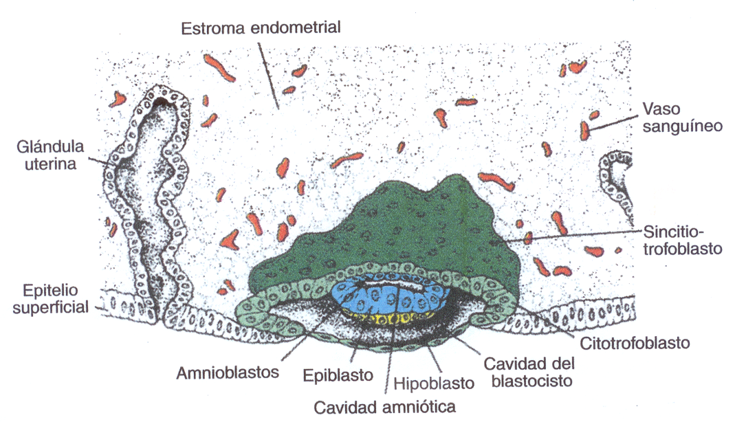 Embriologia Medica: SEGUNDA SEMANA DE GESTACION