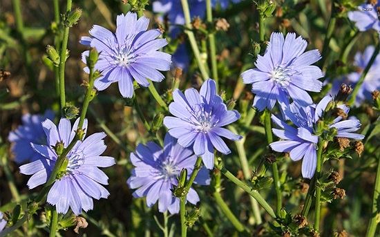 cicoare planta medicinala-chicory herb | farmacia naturala
