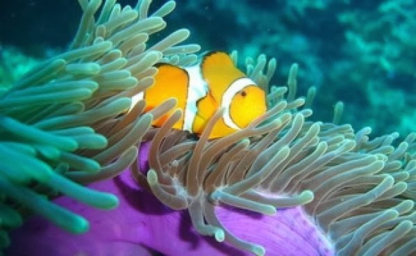 Micii biologi: Ştiaţi că...