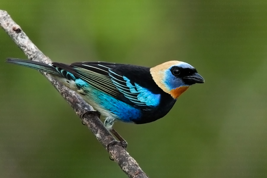 Aves: LA TANGARA COLLAREJA