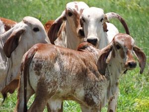 Center Vet: Saiba mais sobre manejo e alimentação de bezerros